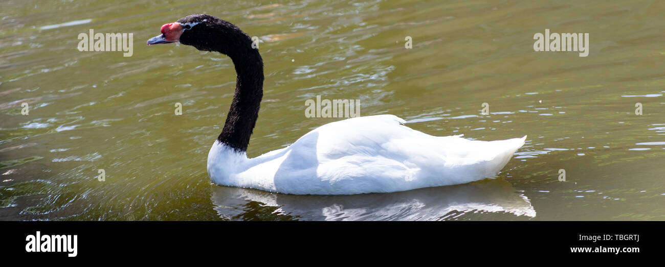 Swan nose hi-res stock photography and images - Alamy