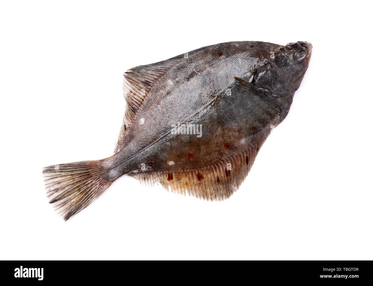 Fresh flatfish on white background Stock Photo - Alamy