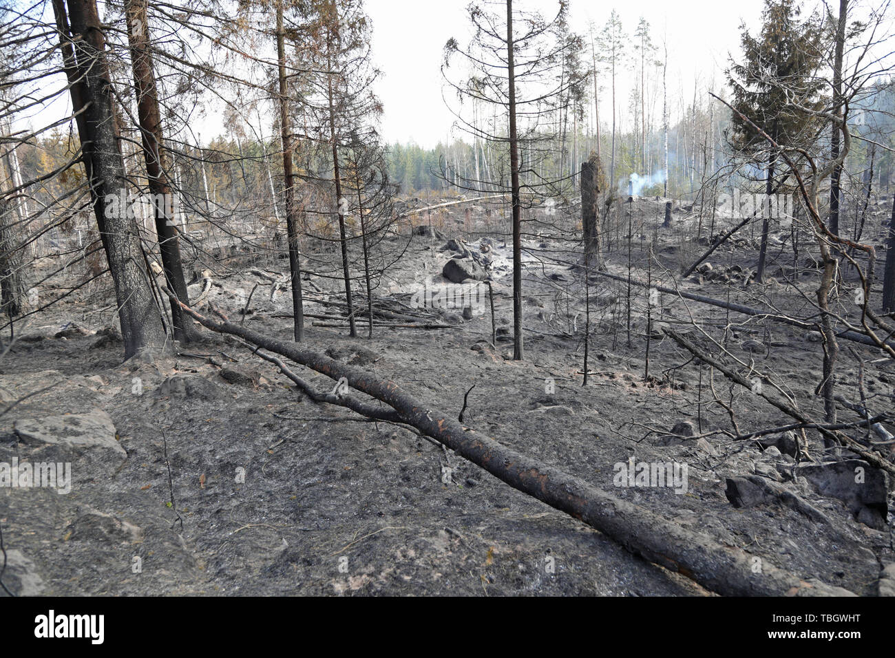 Burnt out forest hi-res stock photography and images - Alamy