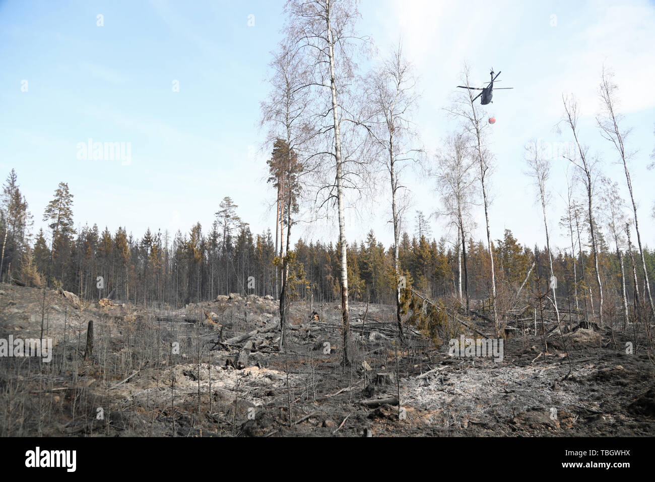 Burnt out forest hi-res stock photography and images - Alamy