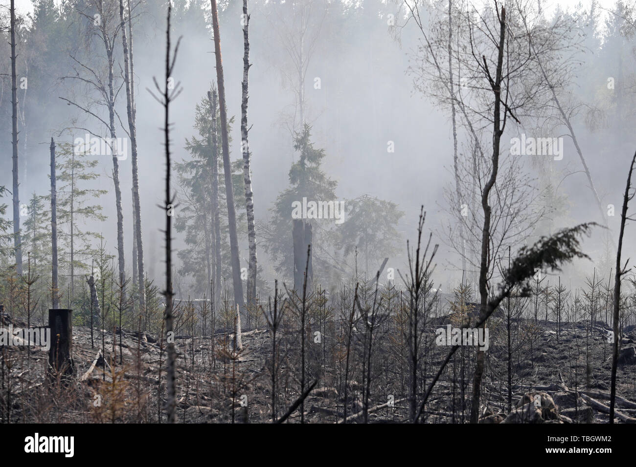 Burnt out forest hi-res stock photography and images - Alamy