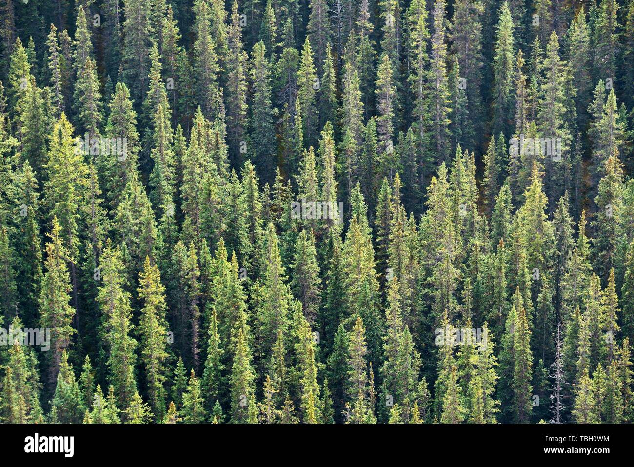 Forest abstract background in Banff National Park, Canada Stock Photo ...