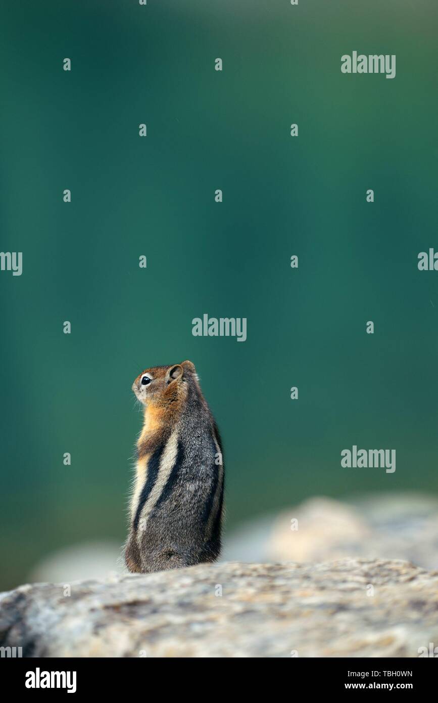 Chipmunk in Banff national park in Canada Stock Photo - Alamy