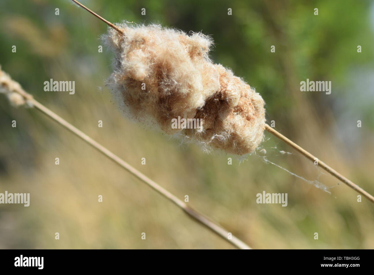 Reed landscape plant flower autumn Stock Photo - Alamy
