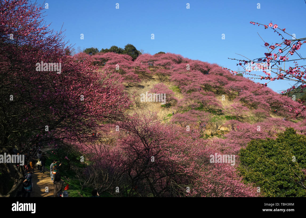 Meishan ningbo hi-res stock photography and images - Alamy
