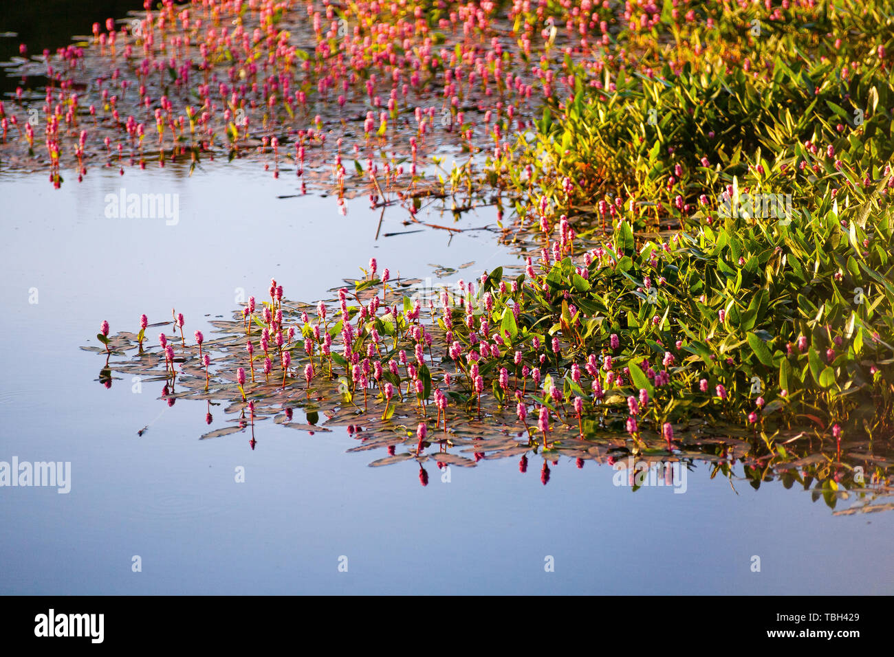 A specific water grass in a small lake in the depths of Tianshan ...