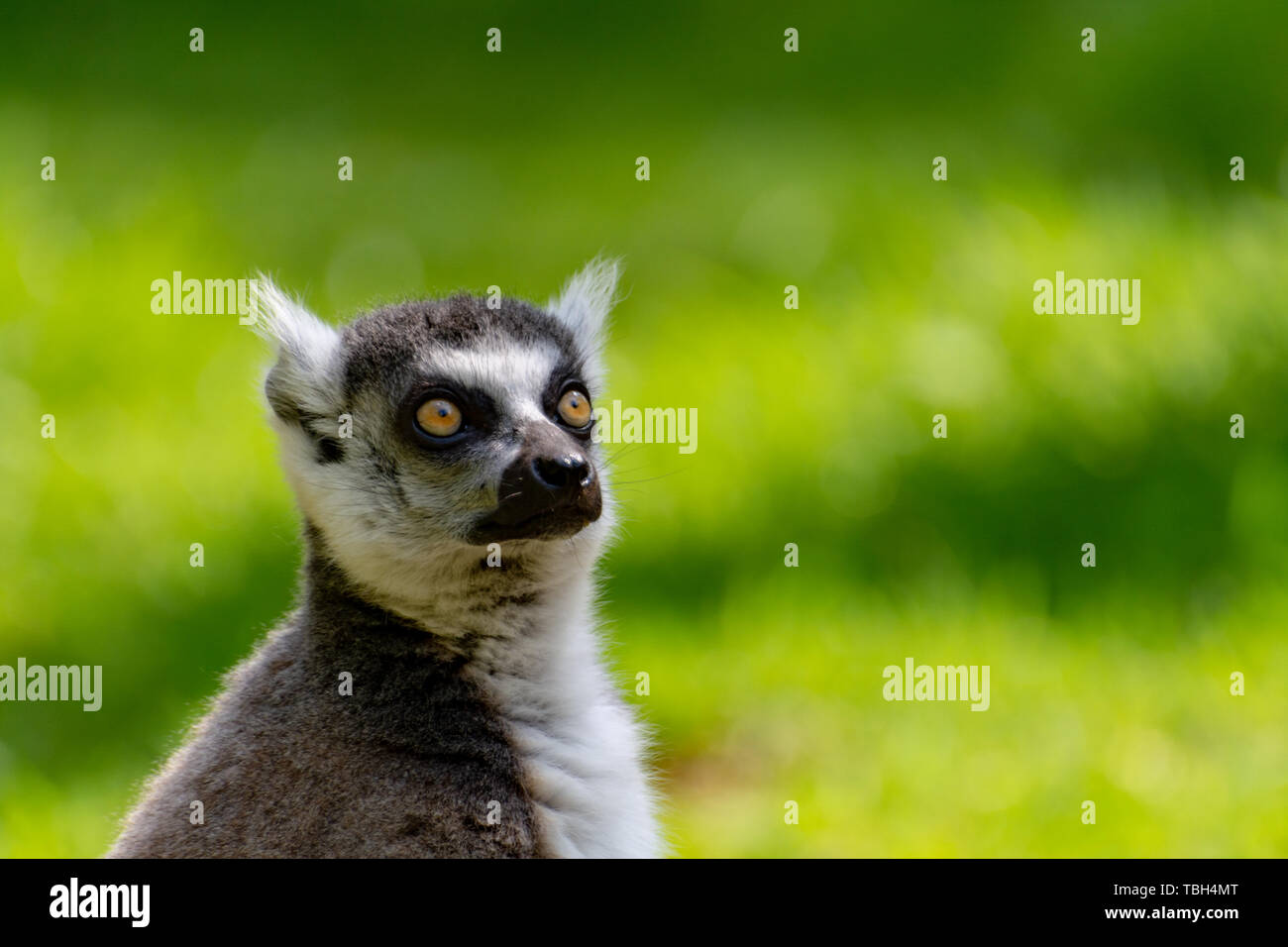 Katta porcelain miniature Lemur Art & Collectibles Dolls & Miniatures ...