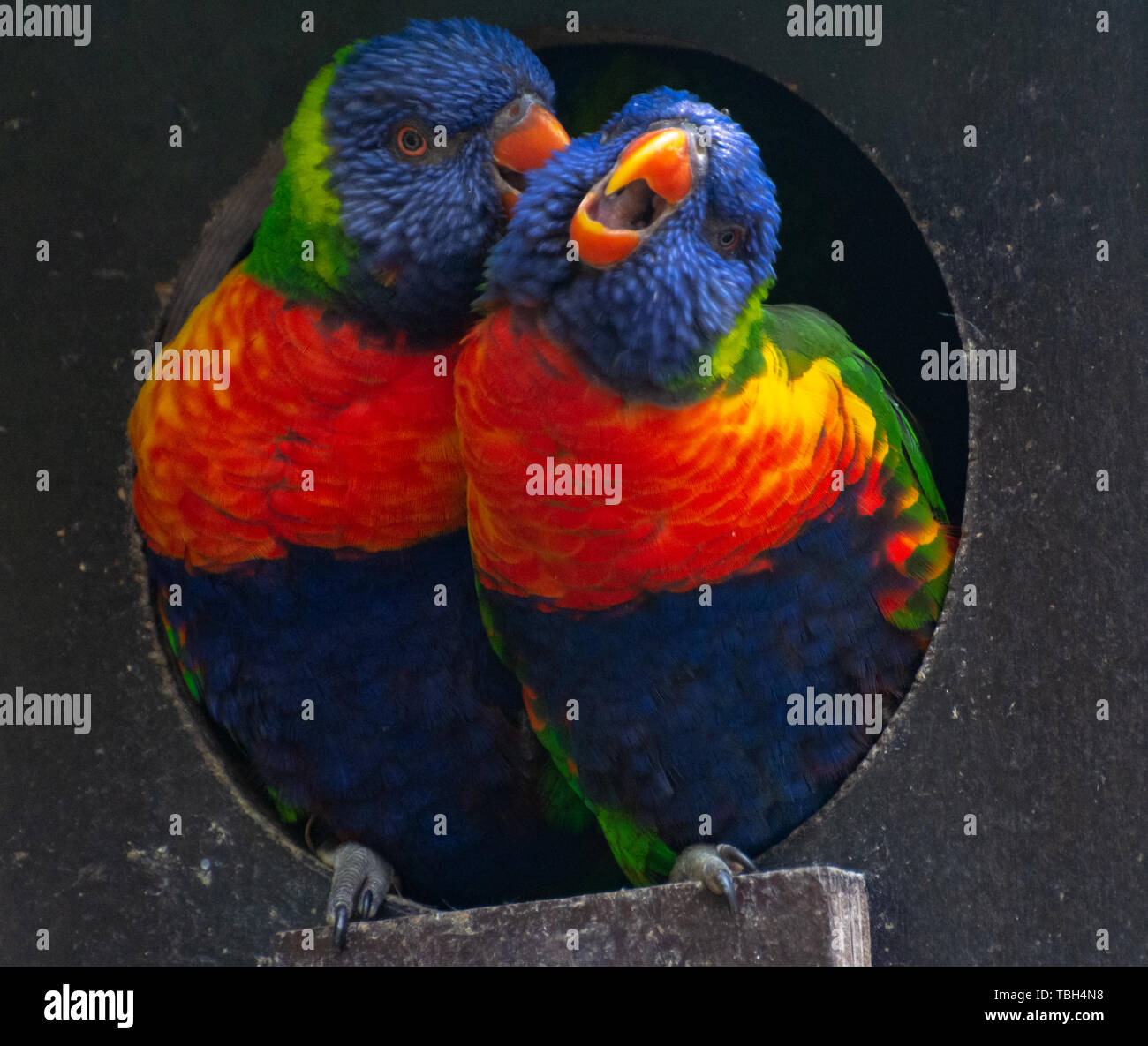 Lorikeets at nest hi-res stock photography and images - Alamy