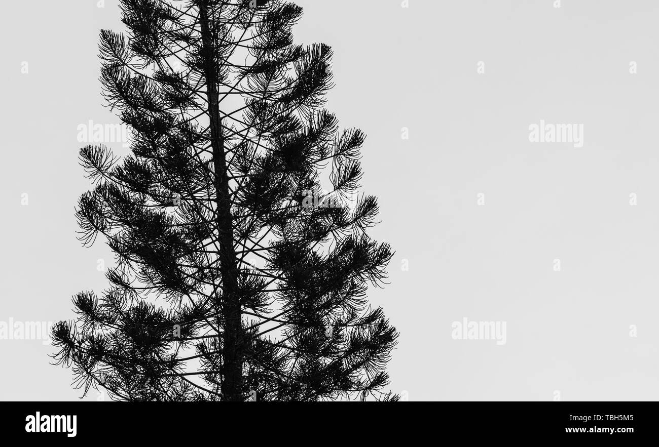 Silhouette forest single pine tree hi-res stock photography and images ...