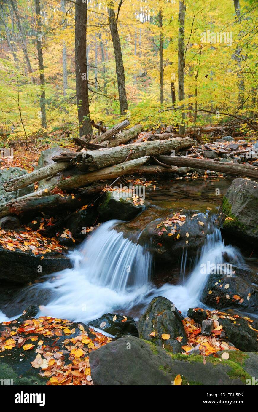 Autumn creek closeup with yellow maple trees and foliage on rocks in ...