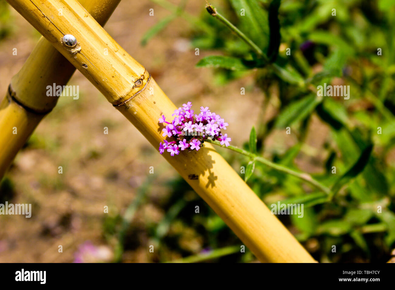 Scenery of Gucun Park in Shanghai Stock Photo - Alamy