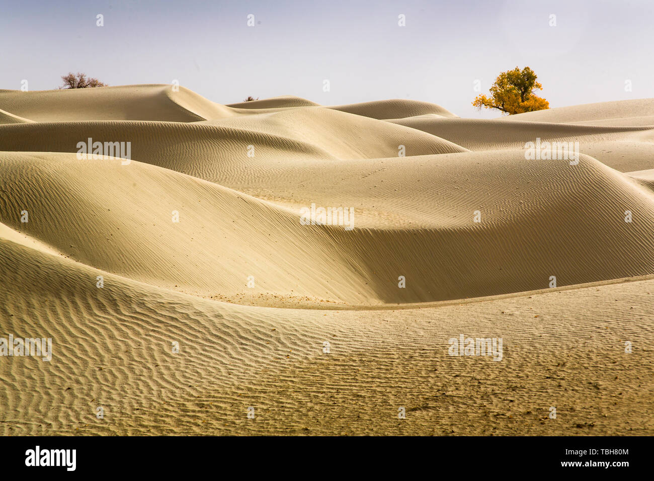 Tarim hi-res stock photography and images - Alamy