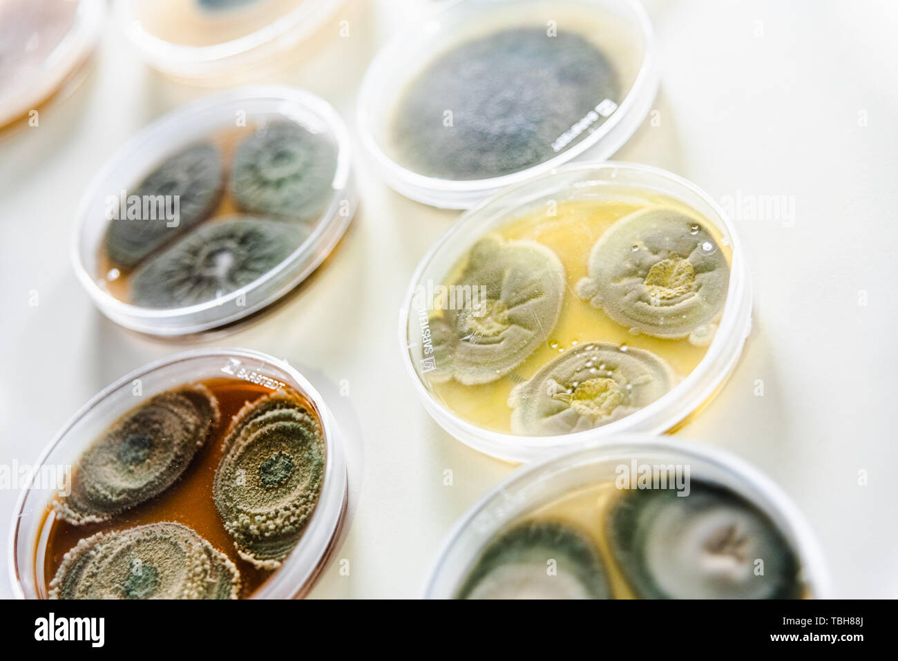 Types of fungi hi-res stock photography and images - Alamy