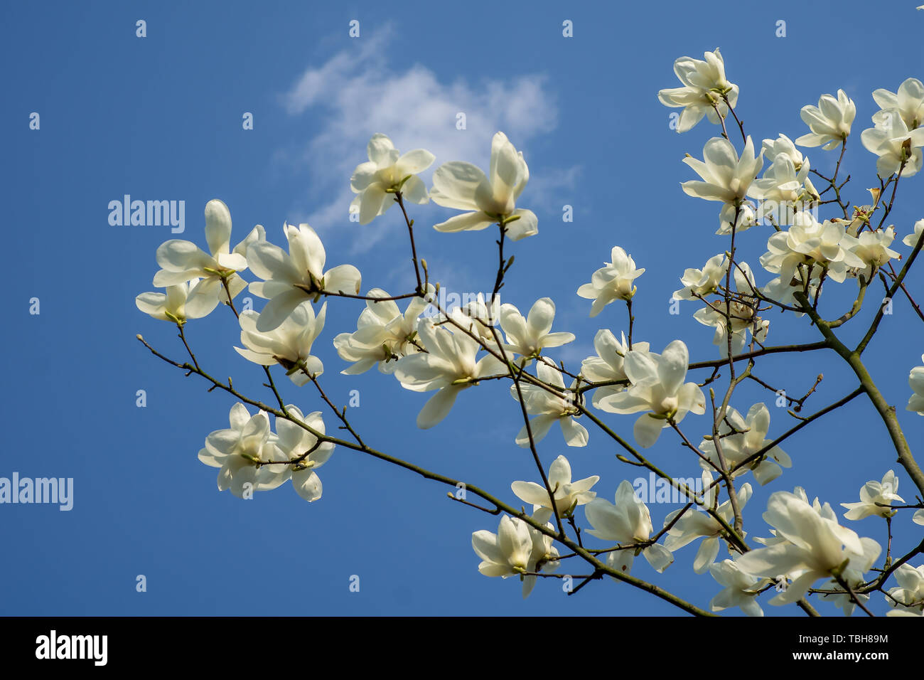 Spring Magnolia Cherry Blossom Sunshine Stock Photo - Alamy