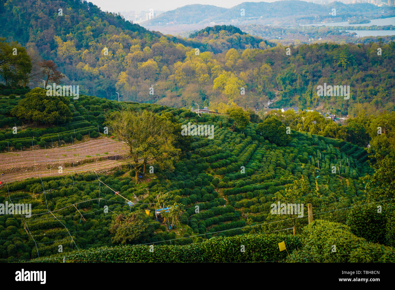 Longjing tea trees hi-res stock photography and images - Alamy