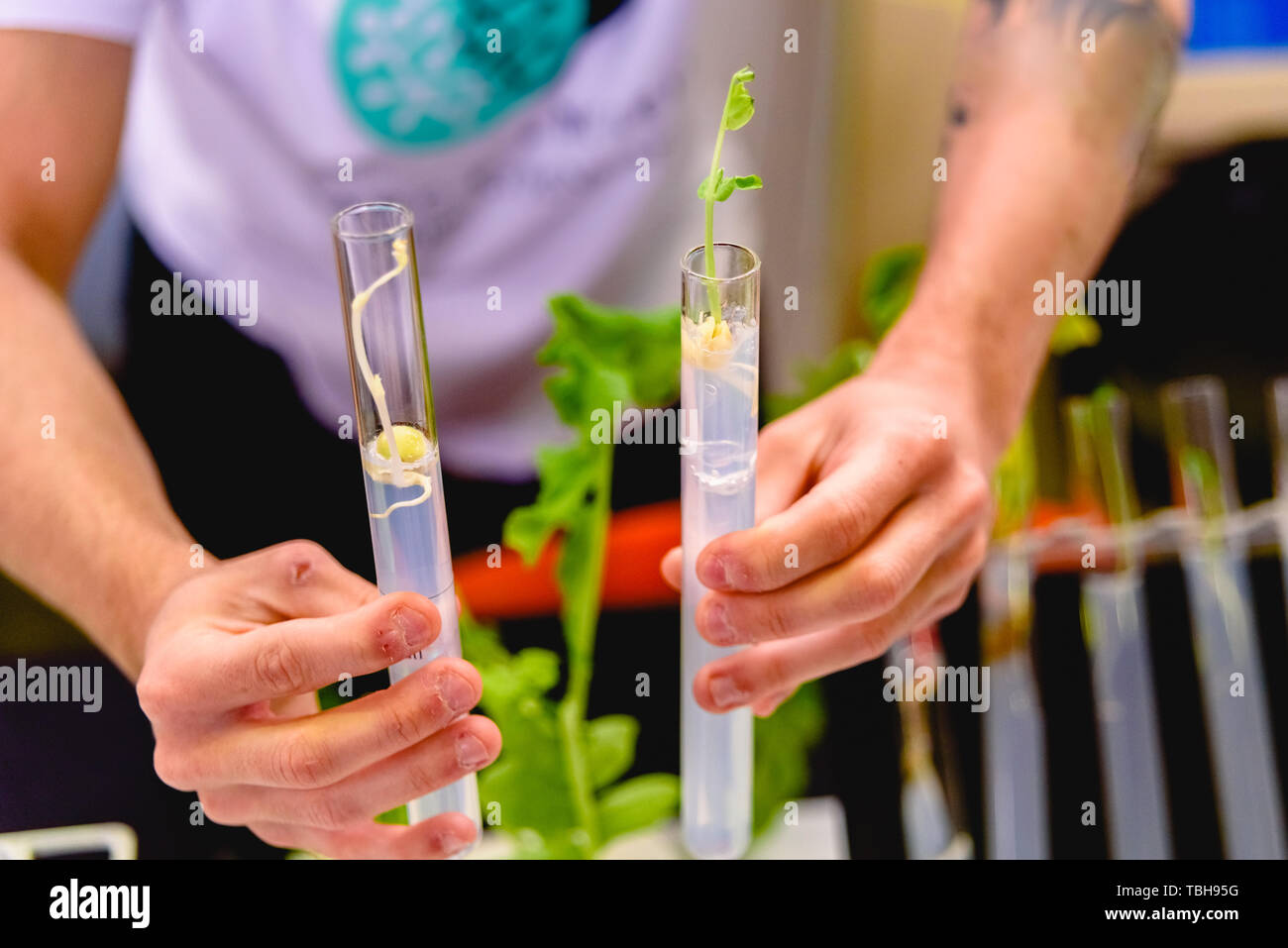 Professor shows some plants germinating inside a test tube with gelatin ...