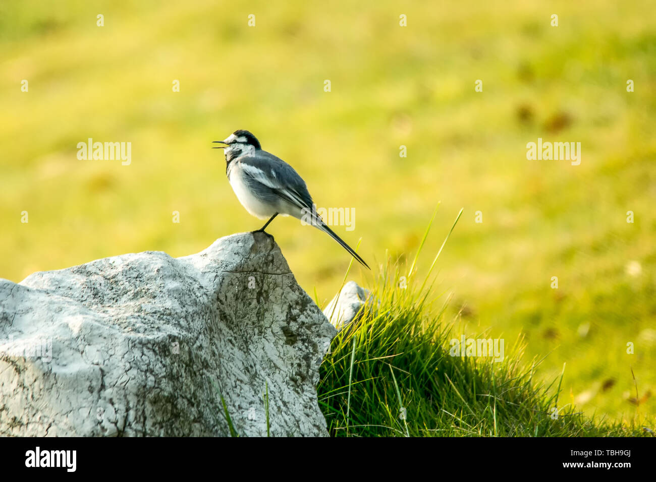 Bird close-up - small birds Stock Photo - Alamy