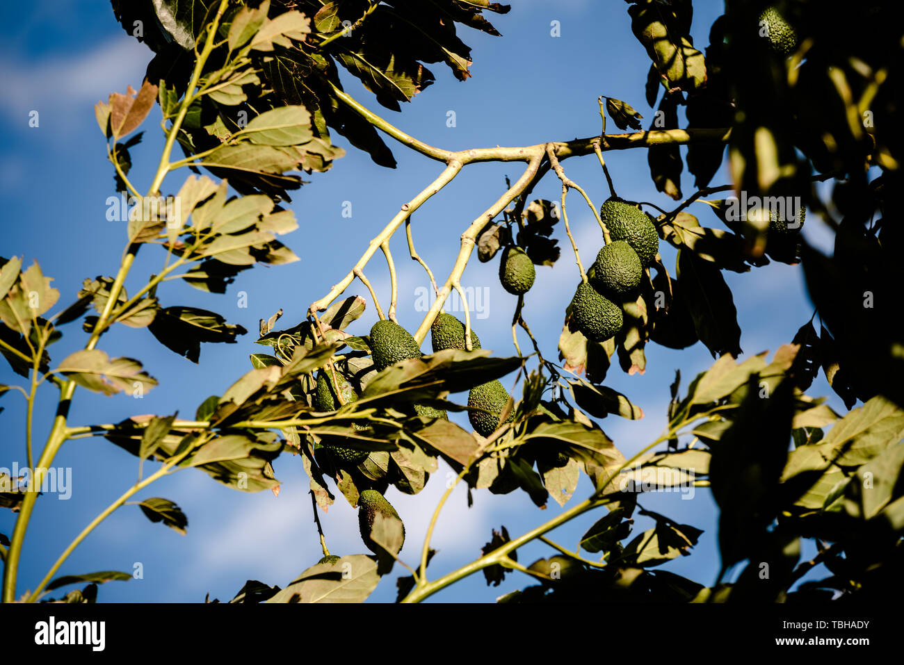 Avocado farm mexico hi-res stock photography and images - Alamy
