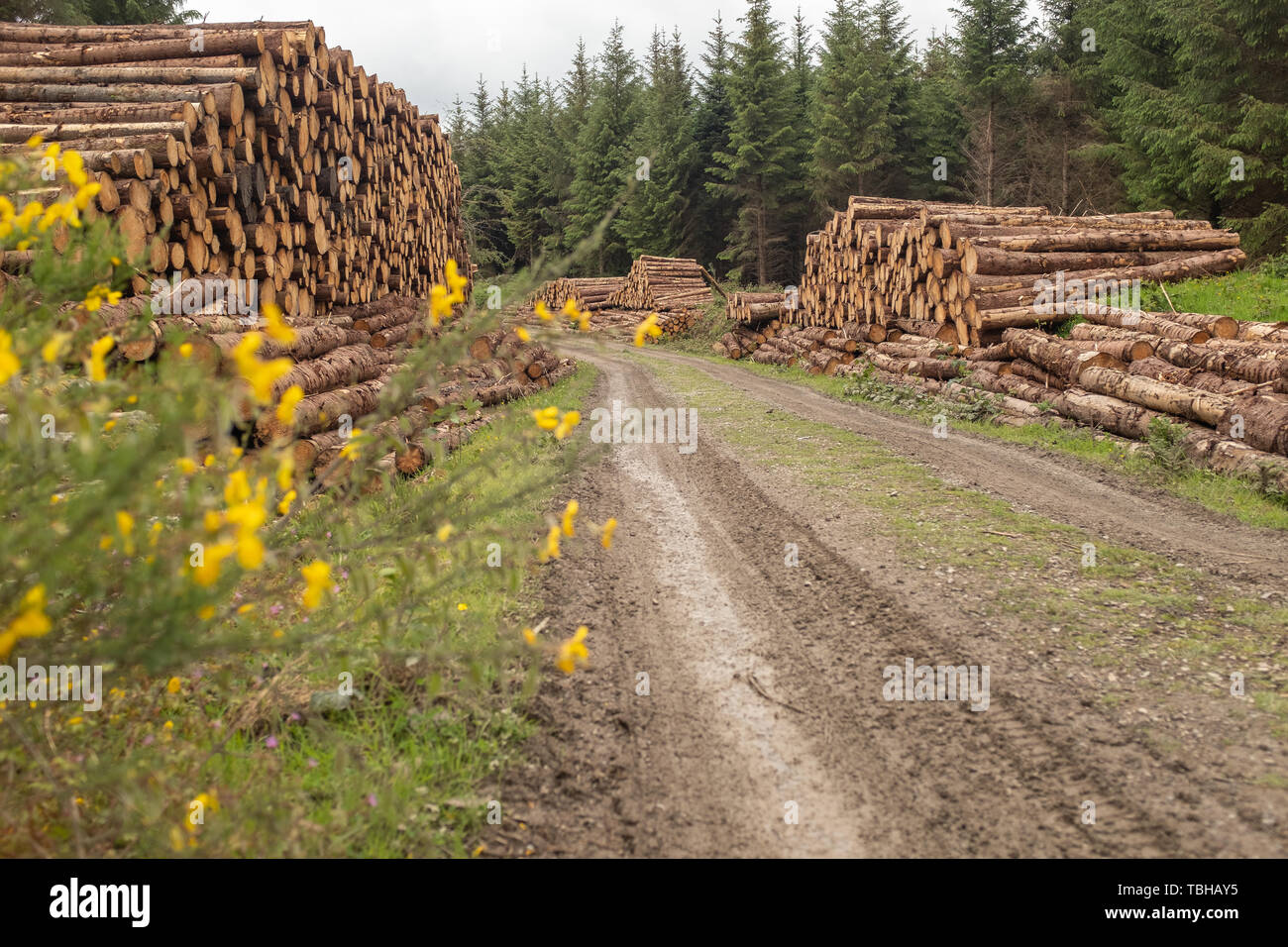 View down dirt road of piles of freshly cut trees striped of branches ...