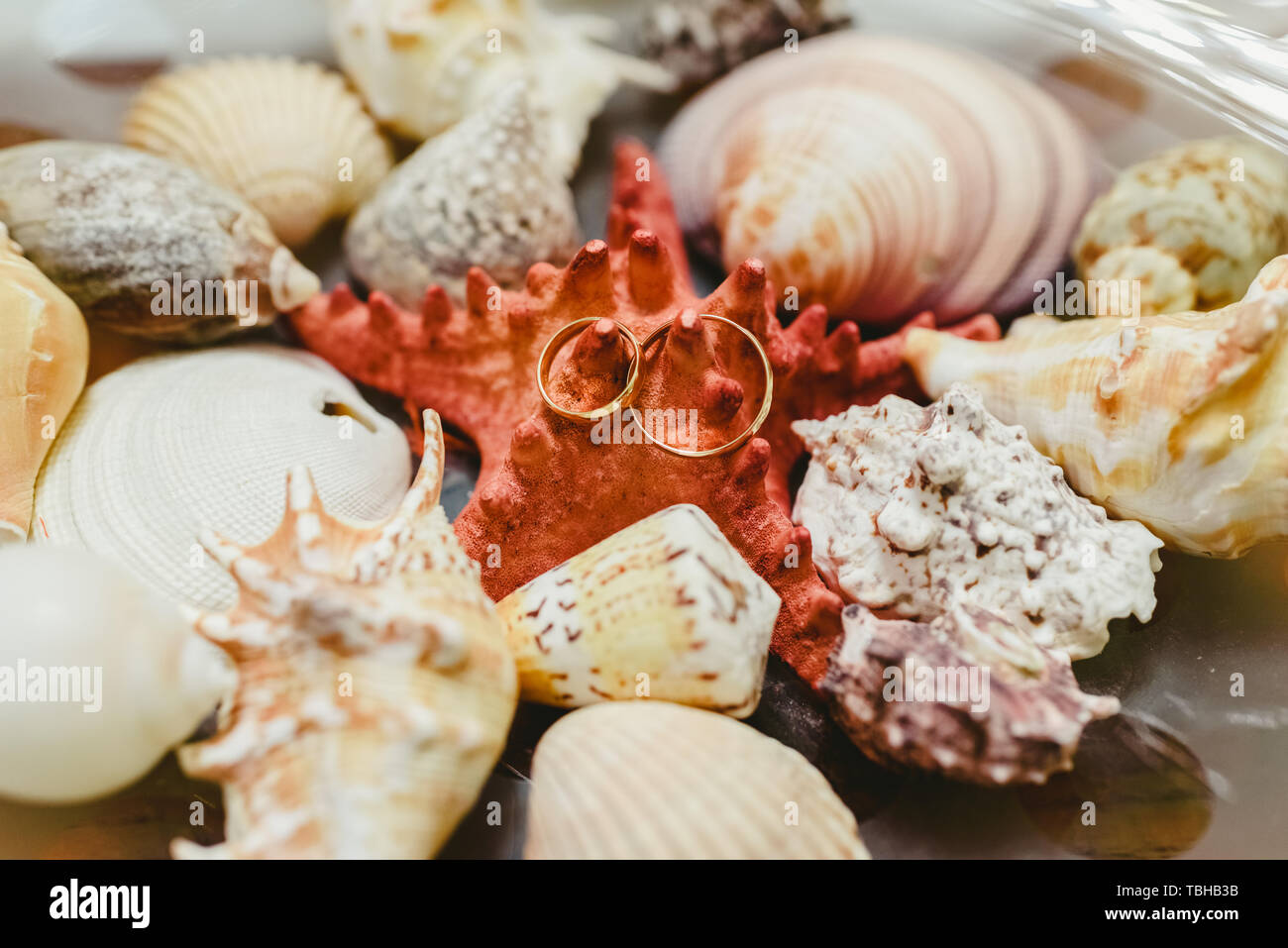 Wedding rings surrounded by seashells, framed in maritime theme Stock ...