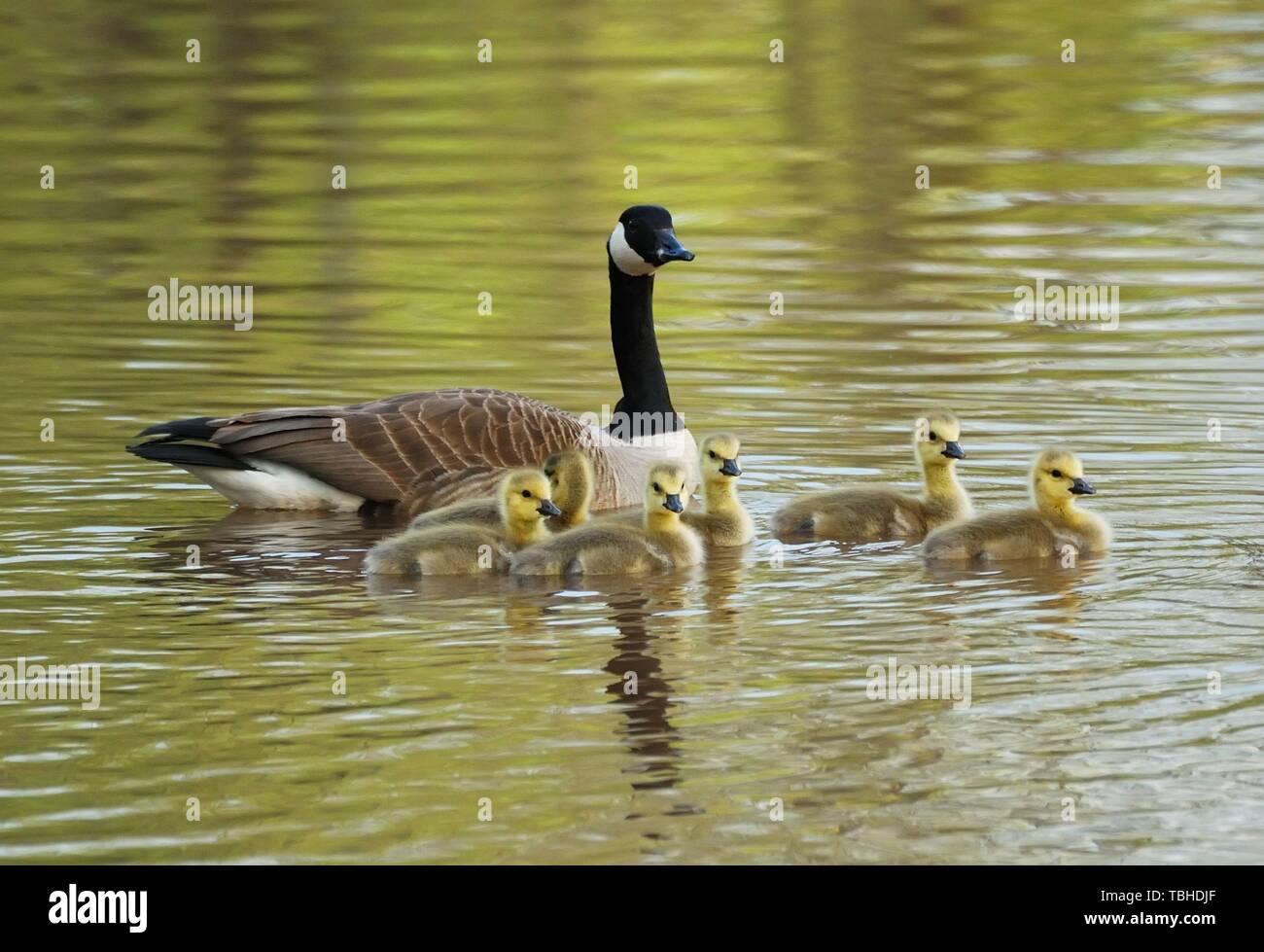 Child goose fish hi-res stock photography and images - Alamy