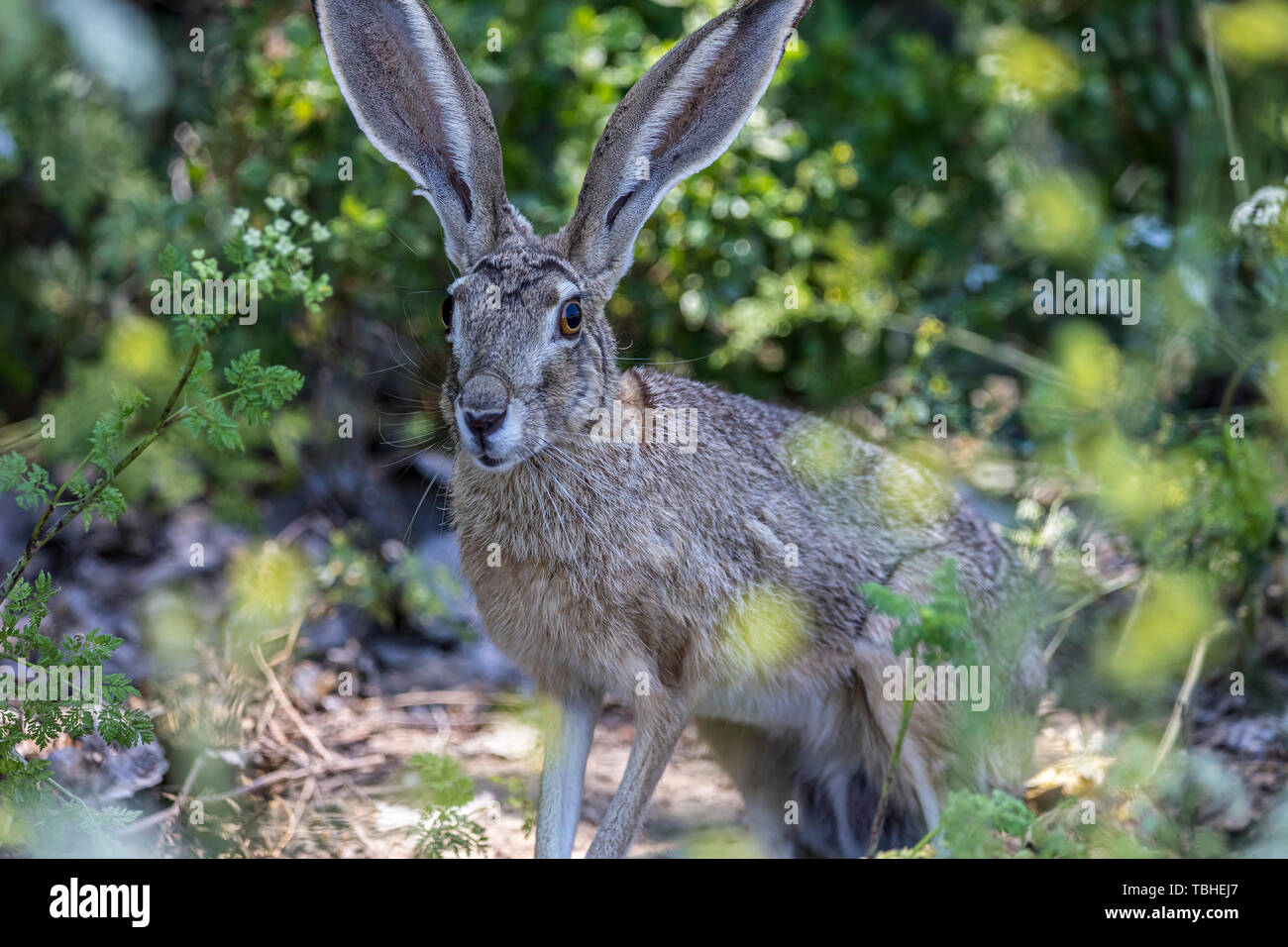 A handsome Black Tailed Jackrabbit (Lepus californicus) poses at Merced ...