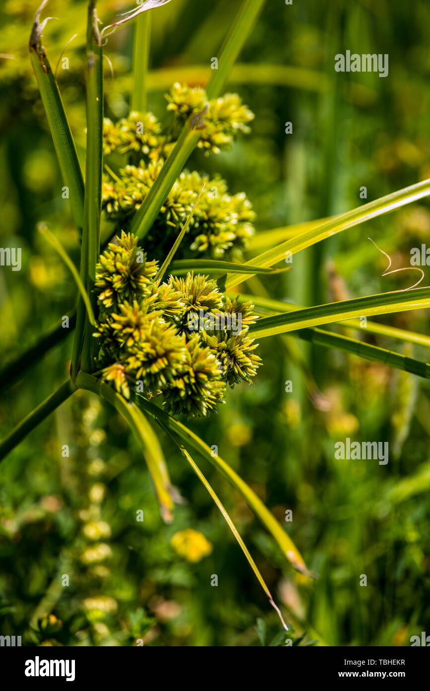 Merced National Wildlife Refuge in the Central Valley of California USA ...