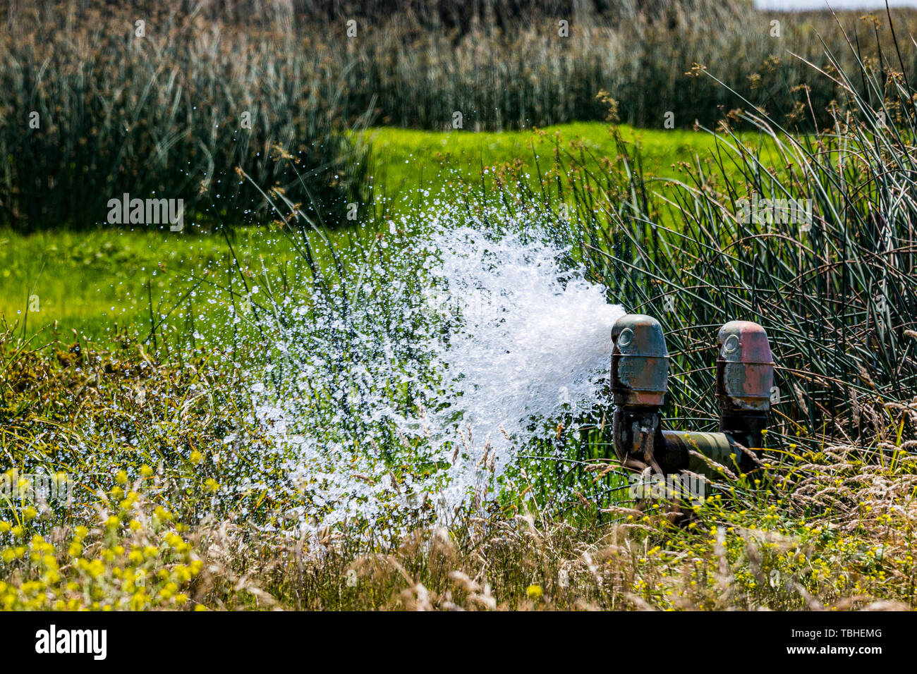 Water flows to keep the Merced National Wildlife Refuge green in the ...