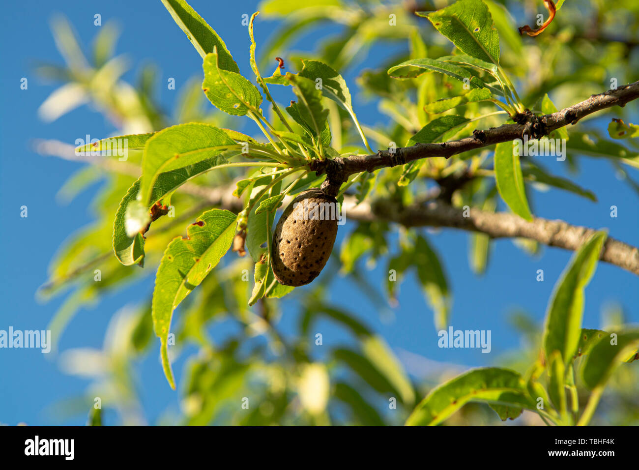 Ripe almond nuts on tree, nature background with blue sky copy space ...