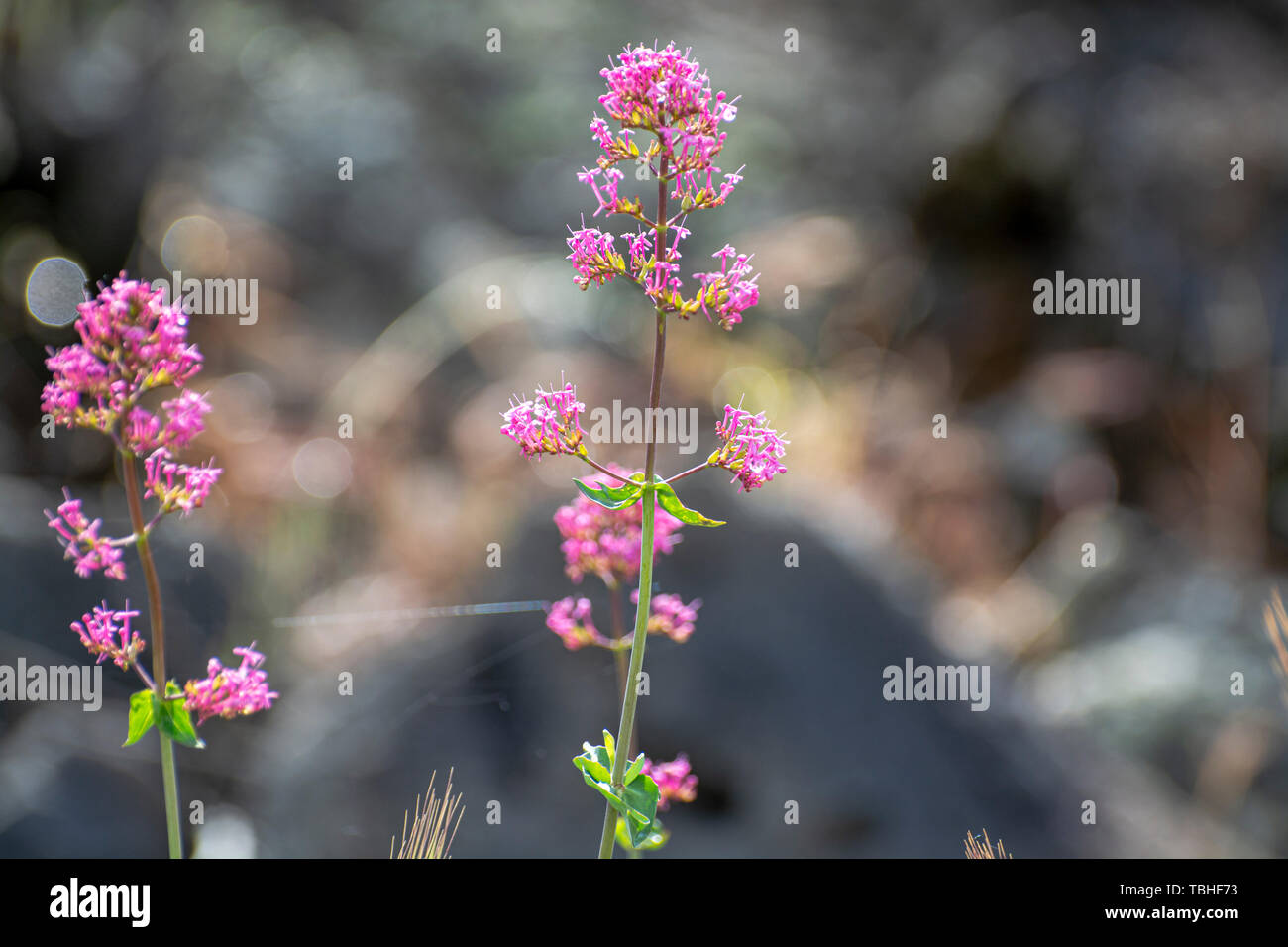 Mount etna and flowers High Resolution Stock Photography and Images - Alamy