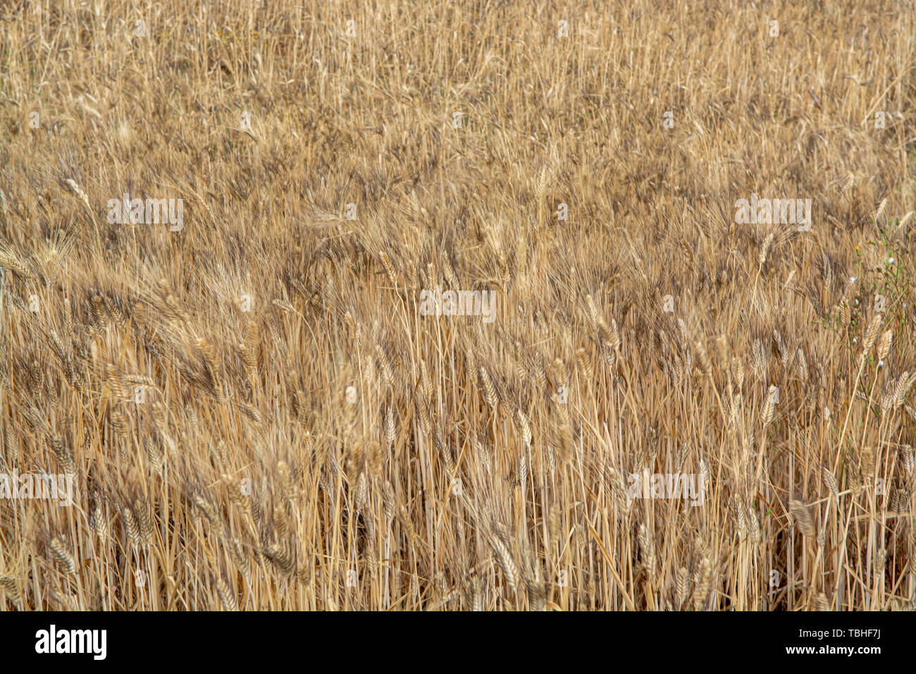 Fields with ripe golden pasta durum wheat in Sicily, Italy, ready for ...