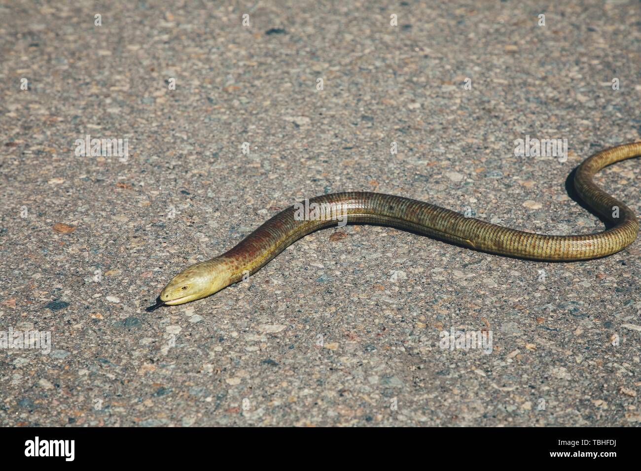 Dangerous wild snake slithering on grey cement Stock Photo - Alamy