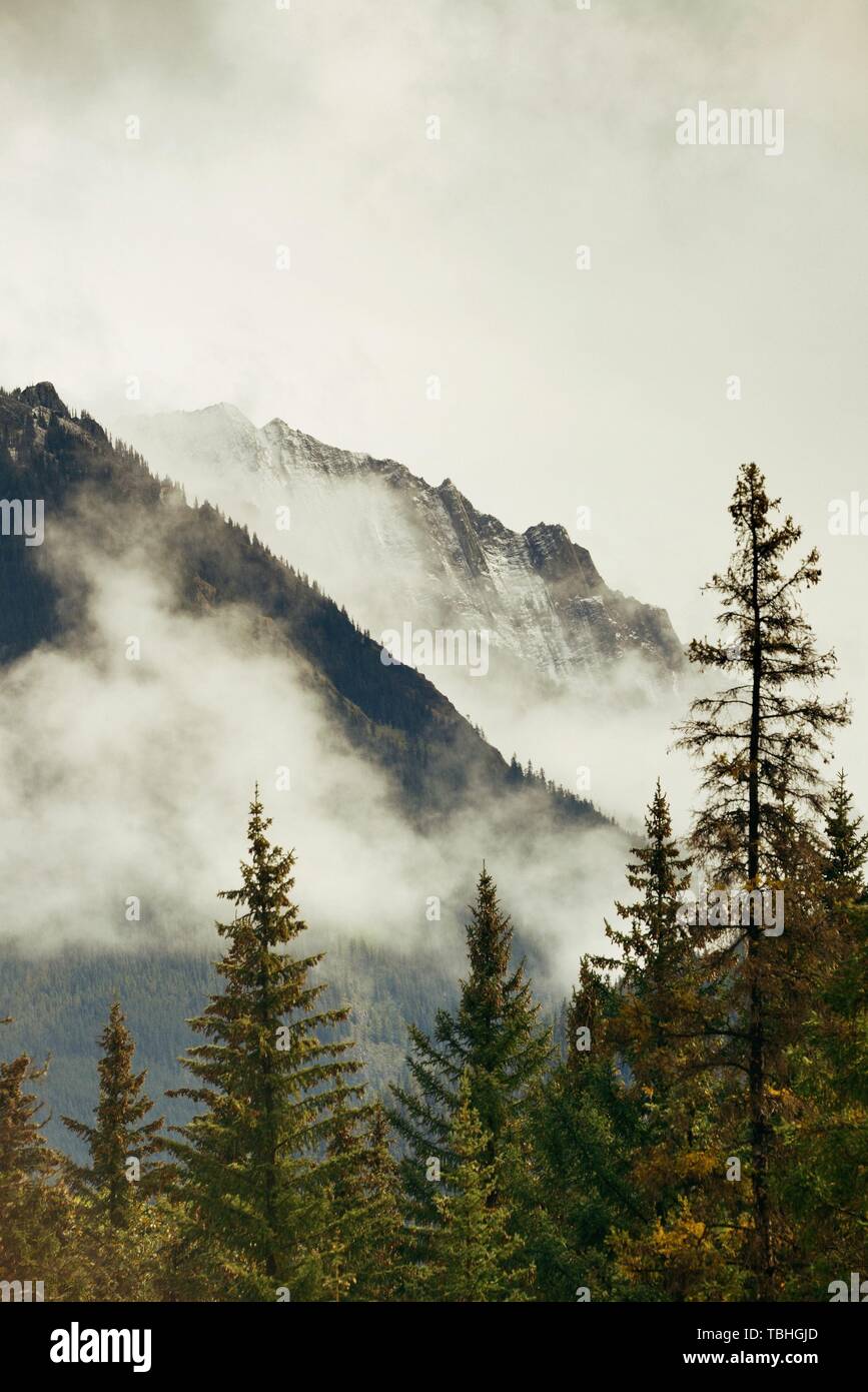 Banff national park foggy mountains and forest in Canada Stock Photo - Alamy