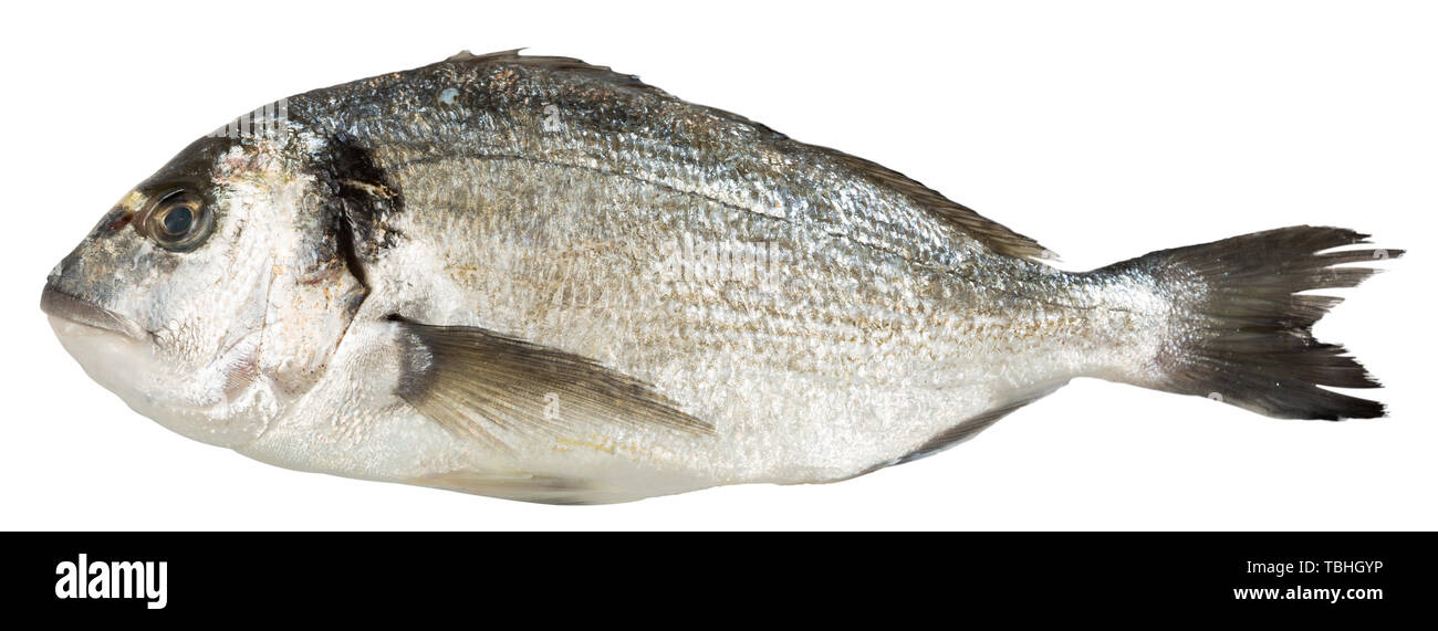 Fresh raw dorada fish isolated on white background Stock Photo - Alamy