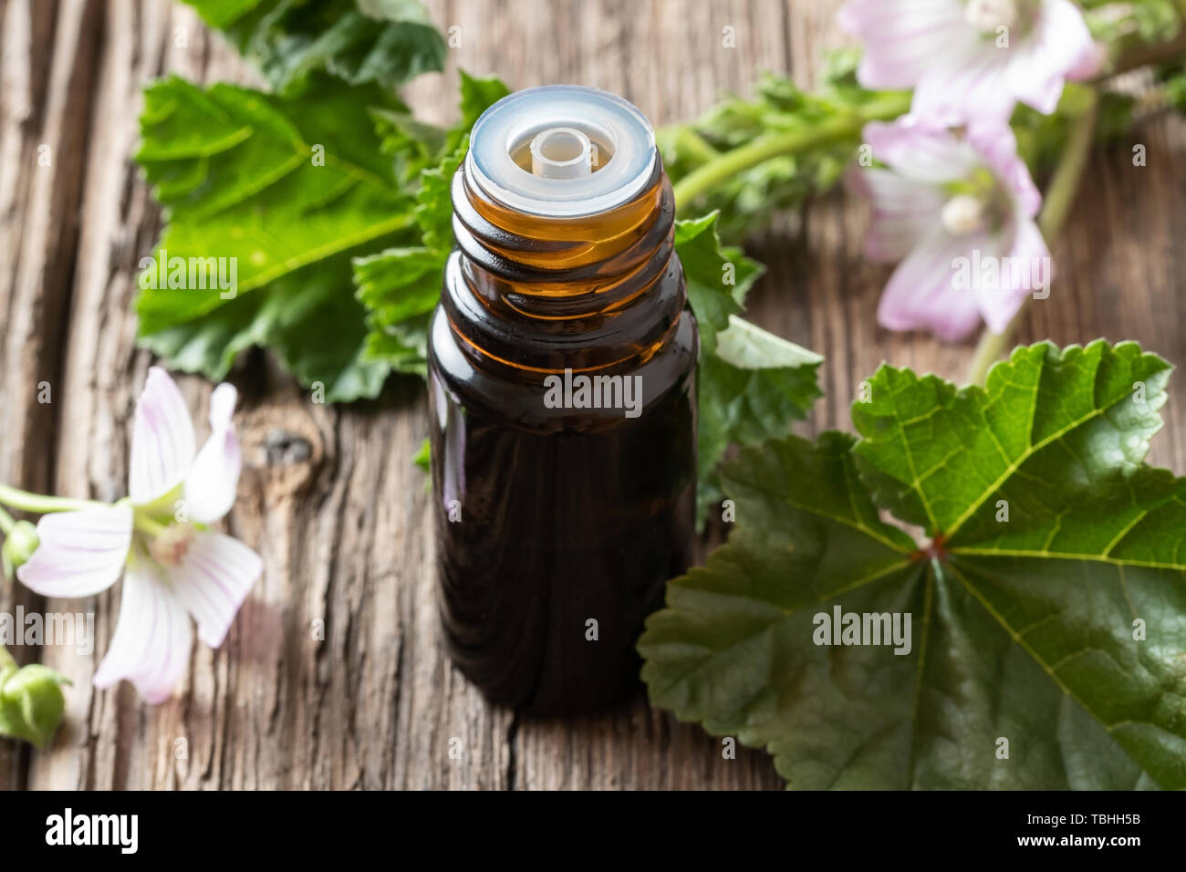 A bottle of common mallow essential oil with fresh blooming malva ...