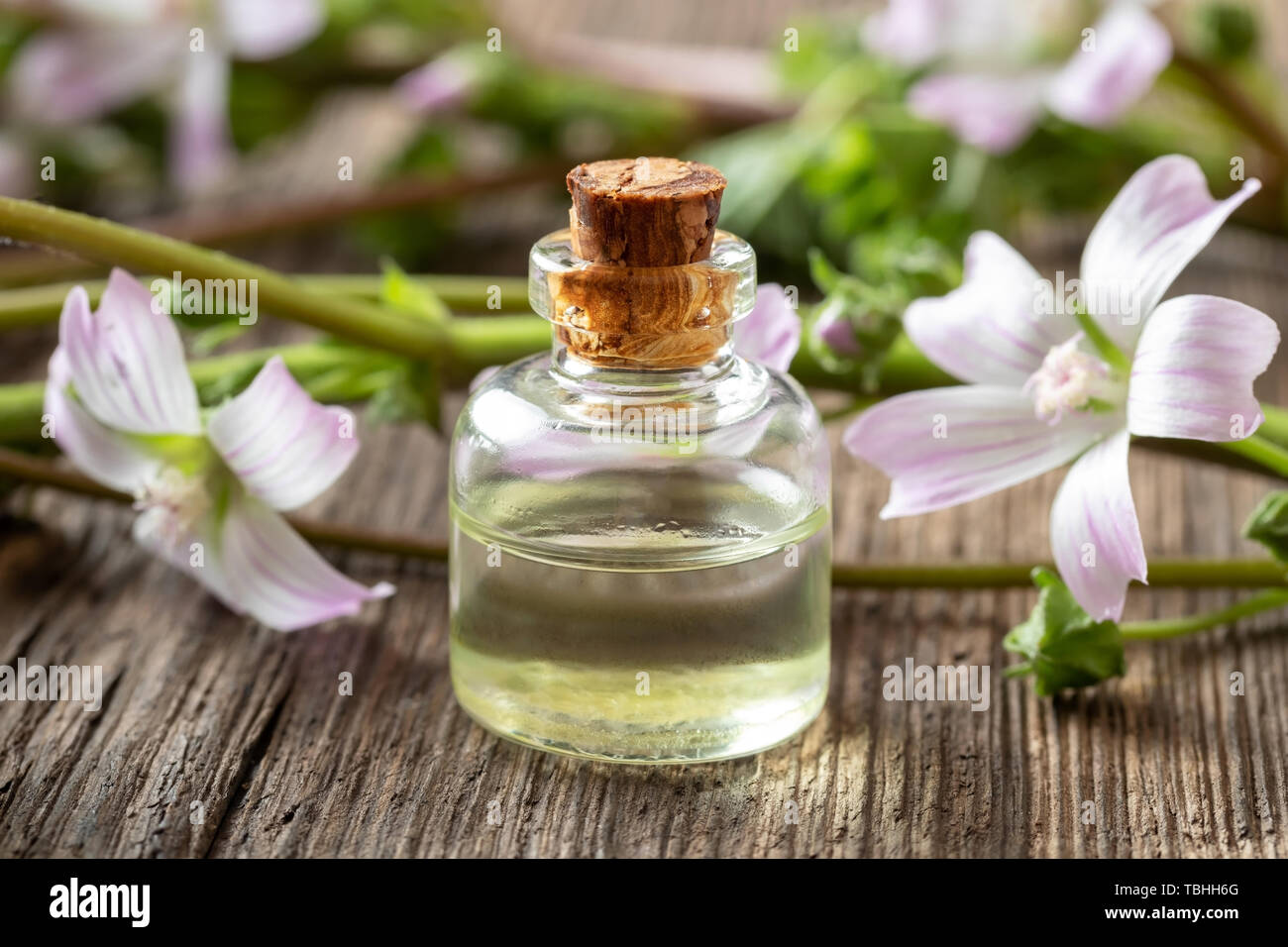 A bottle of mallow essential oil with fresh blooming malva neglecta ...