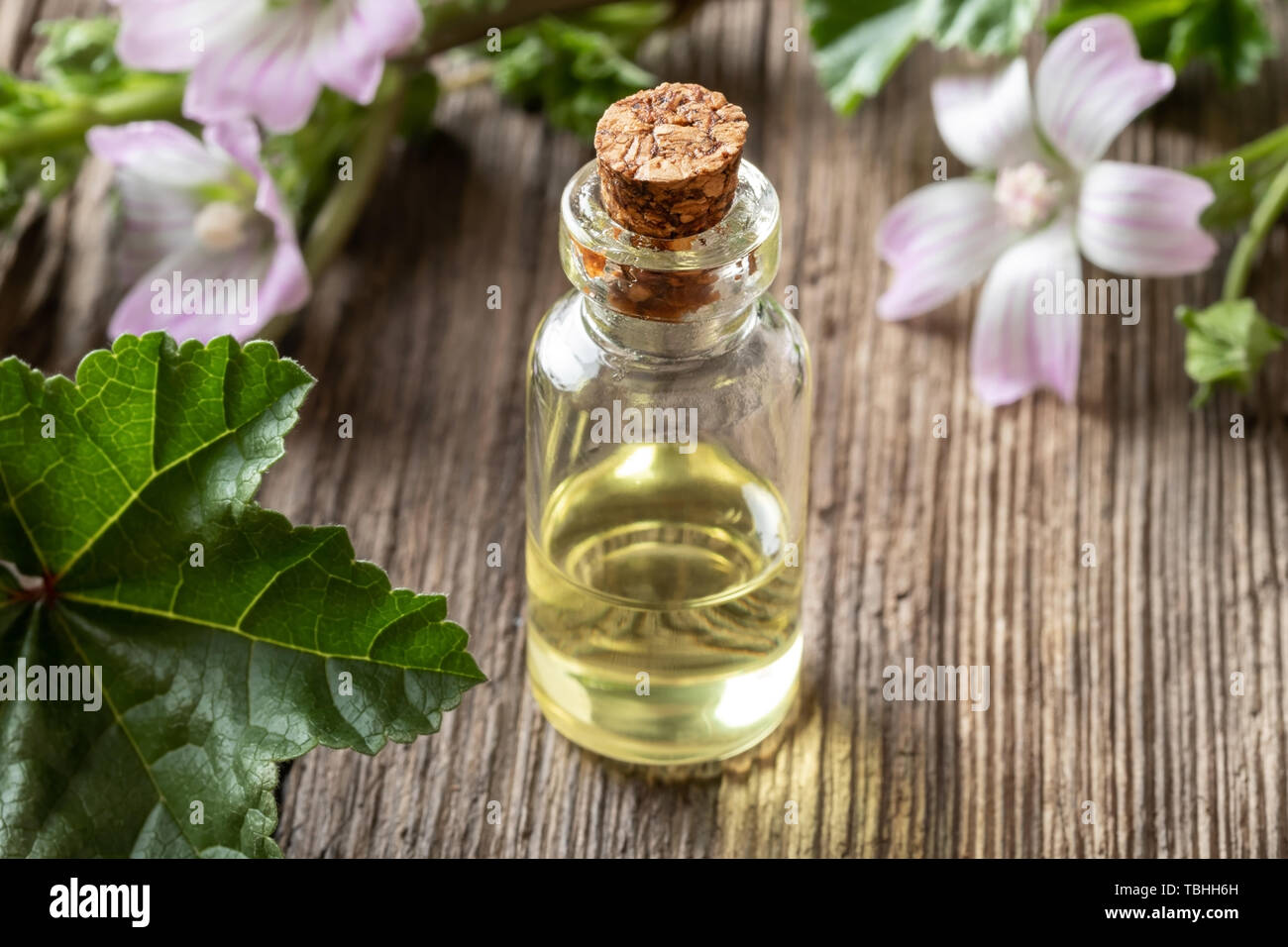 A bottle of common mallow essential oil with fresh blooming malva ...