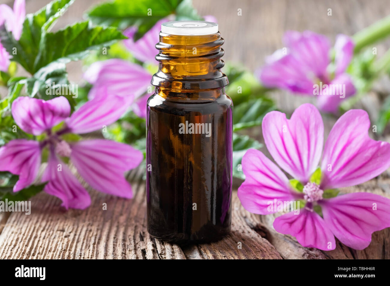 A bottle of mallow essential oil with fresh blooming malva sylvestris ...