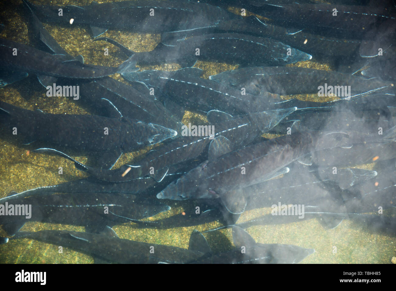 View of sturgeon swimming underwater in tank on fish farm Stock Photo ...
