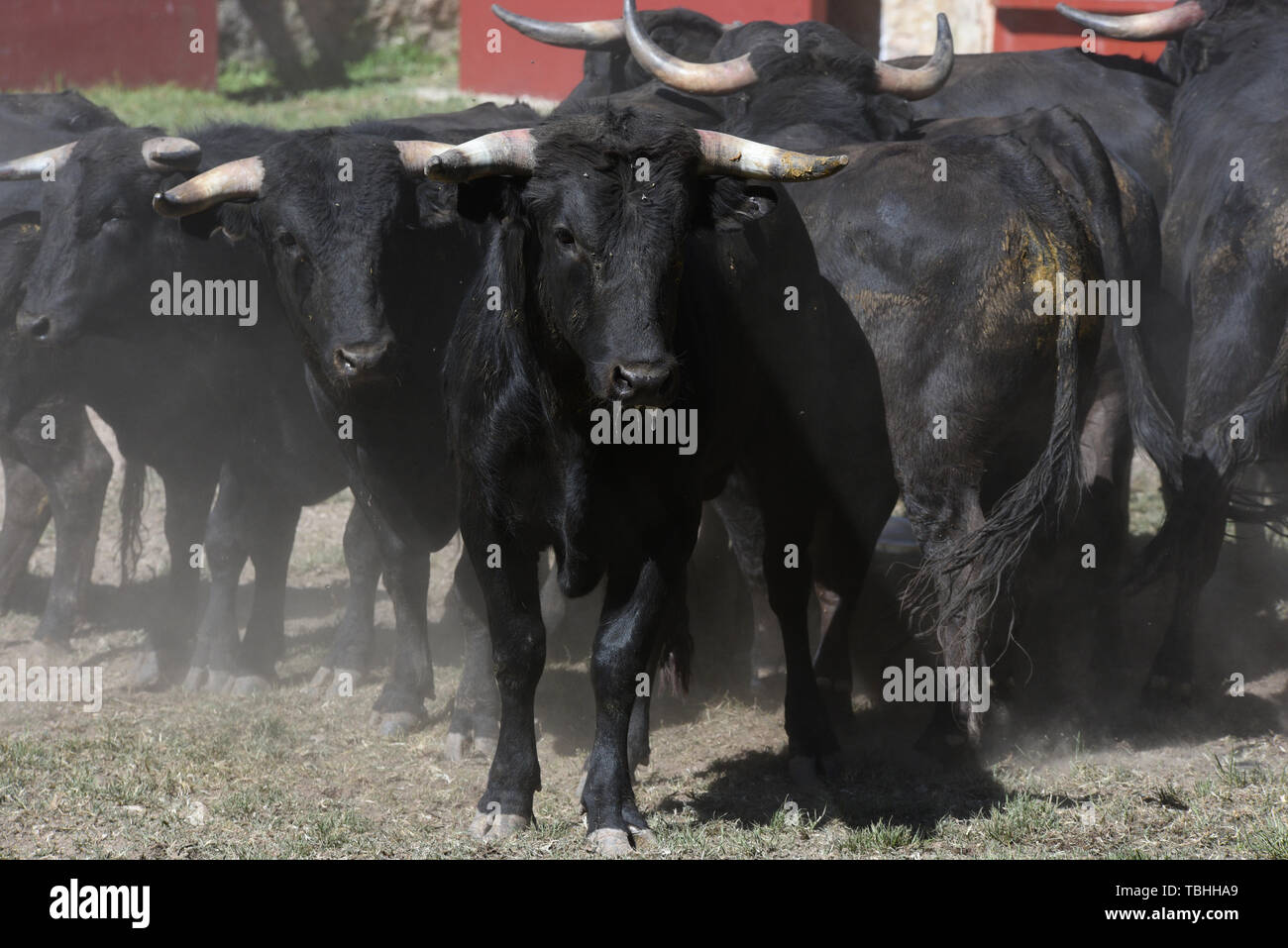 Several Ramon Sanchez ranch fighting bulls displayed during the ...