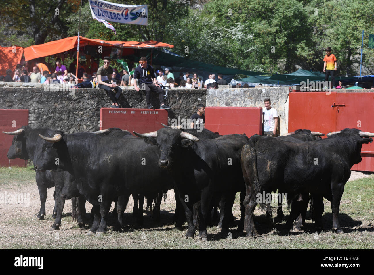 Several Ramon Sanchez ranch fighting bulls displayed during the ...