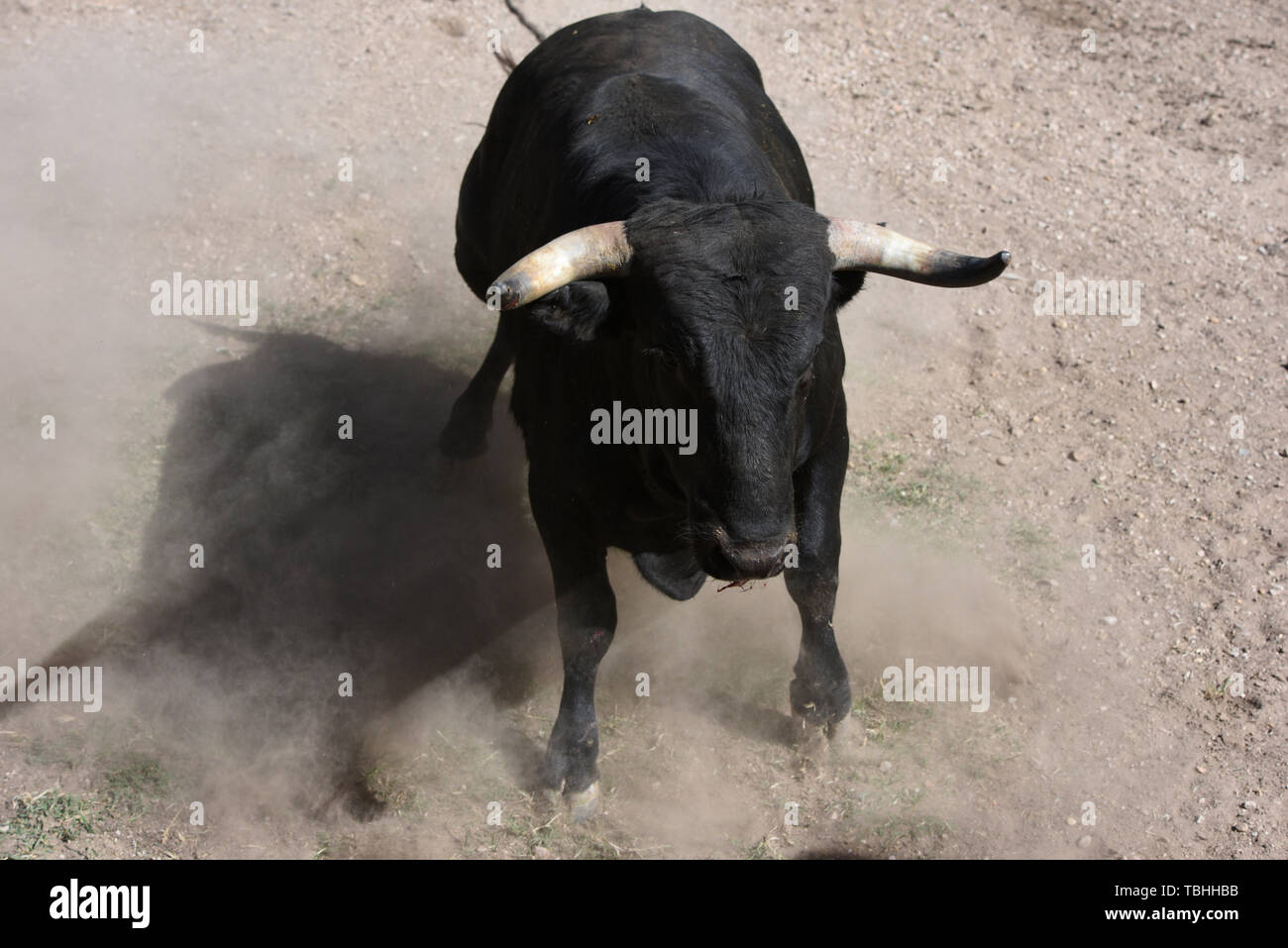 A Ramon Sanchez ranch fighting bull displayed during the festival. The ...