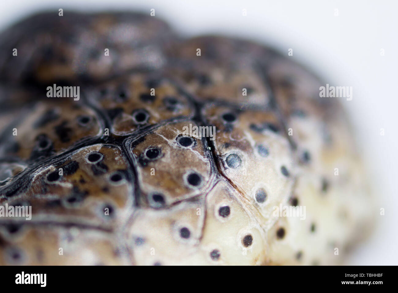 Crocodile nostrils hi-res stock photography and images - Alamy