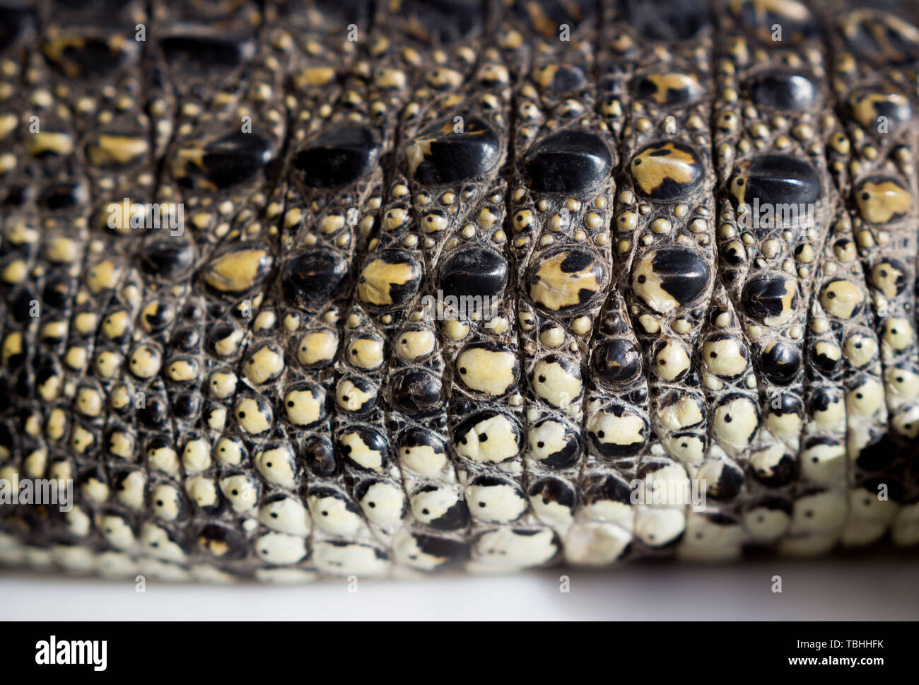 cub Nile crocodile Crocodylus niloticus. The texture of scaly skin on ...