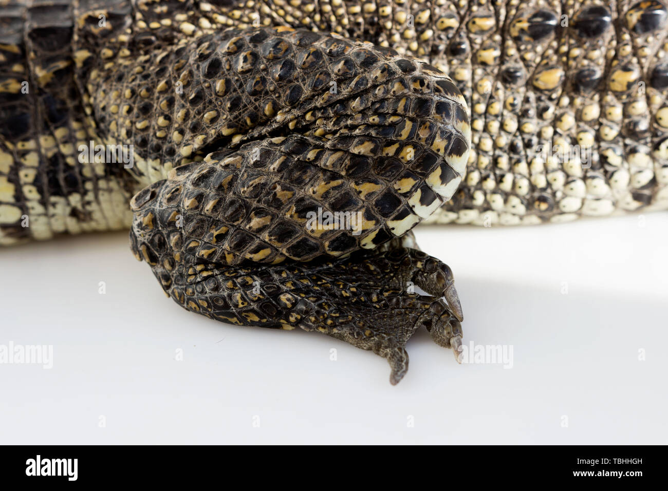 hind paw and claws cub Nile crocodile Crocodylus niloticus on a white ...