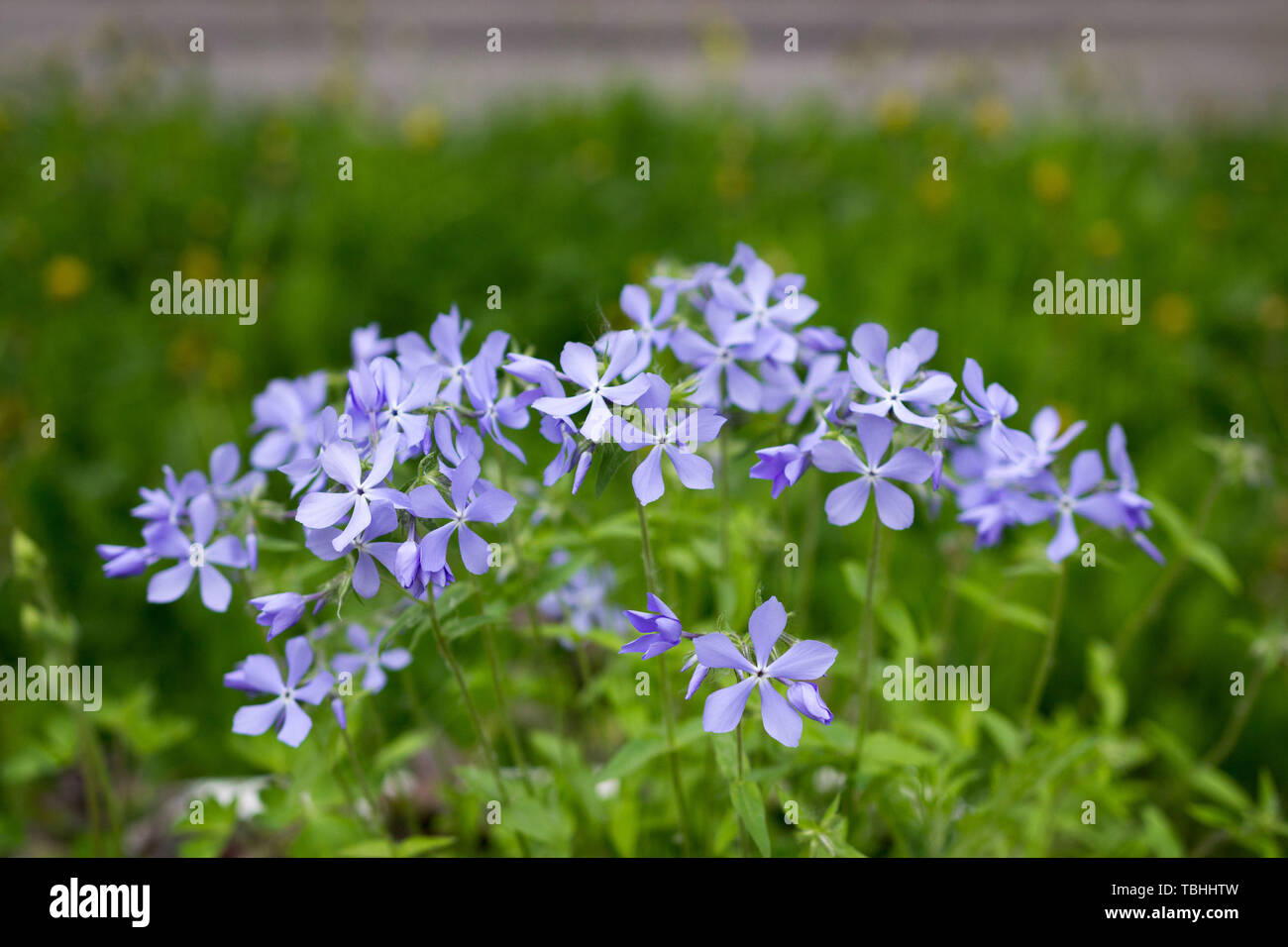 Blue beautiful flowers of a plant Cape leadwort, Plumbago zeylanica in ...
