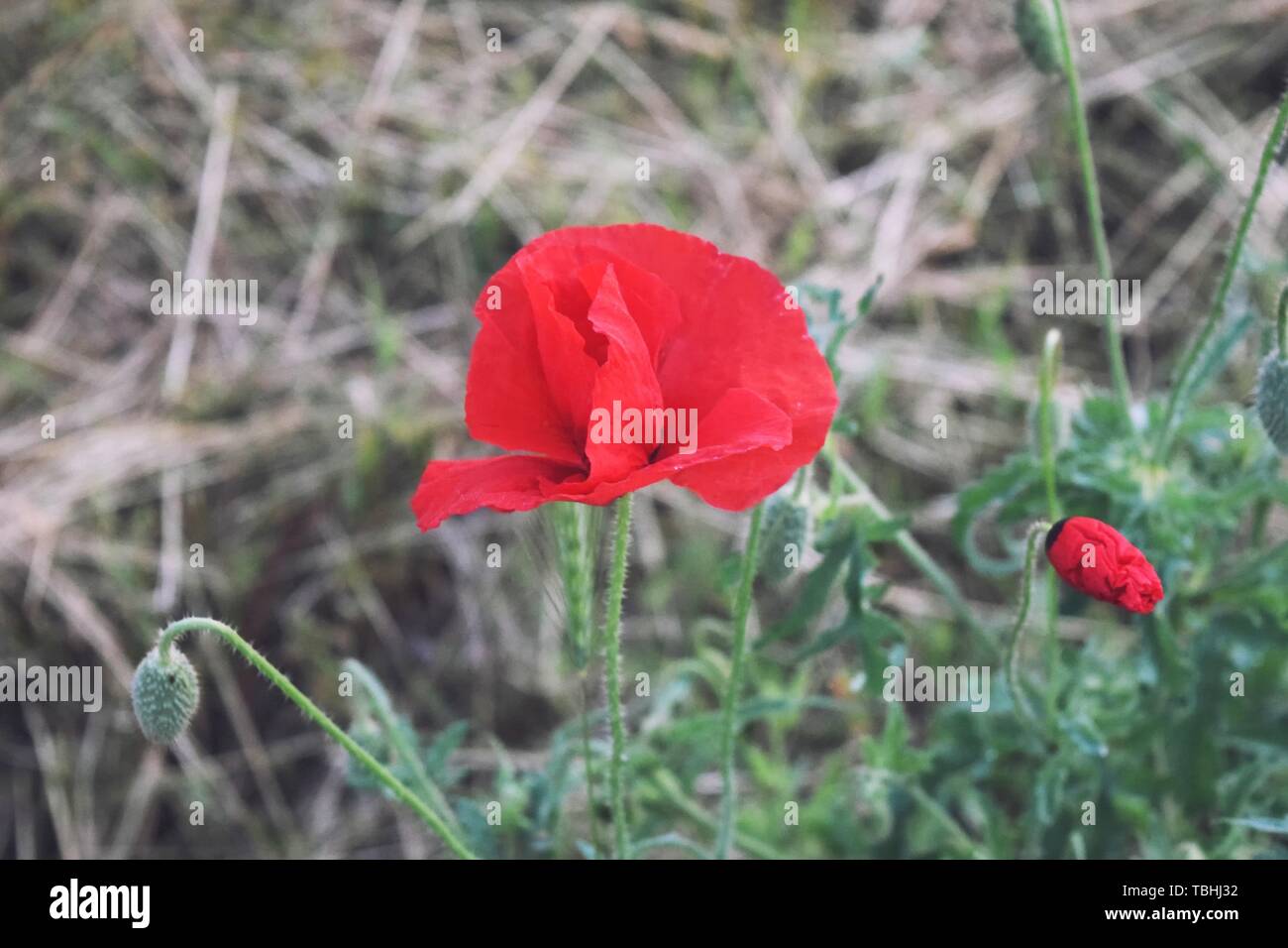 Red poppy Flower in nature field summer landscape Stock Photo - Alamy