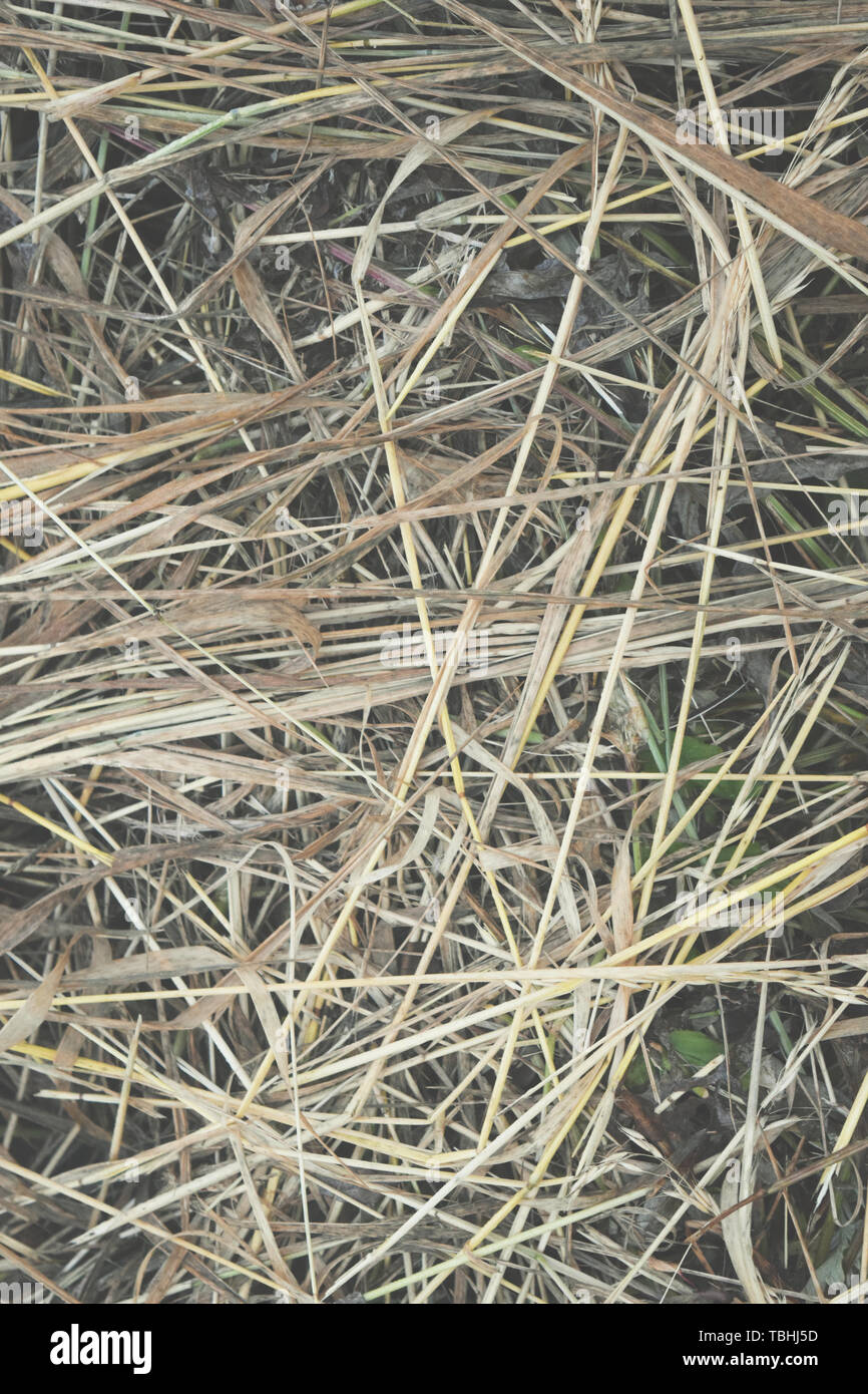 Hay Background, Hay Wallpaper, Hay Background Macro Nature Stock Photo ...