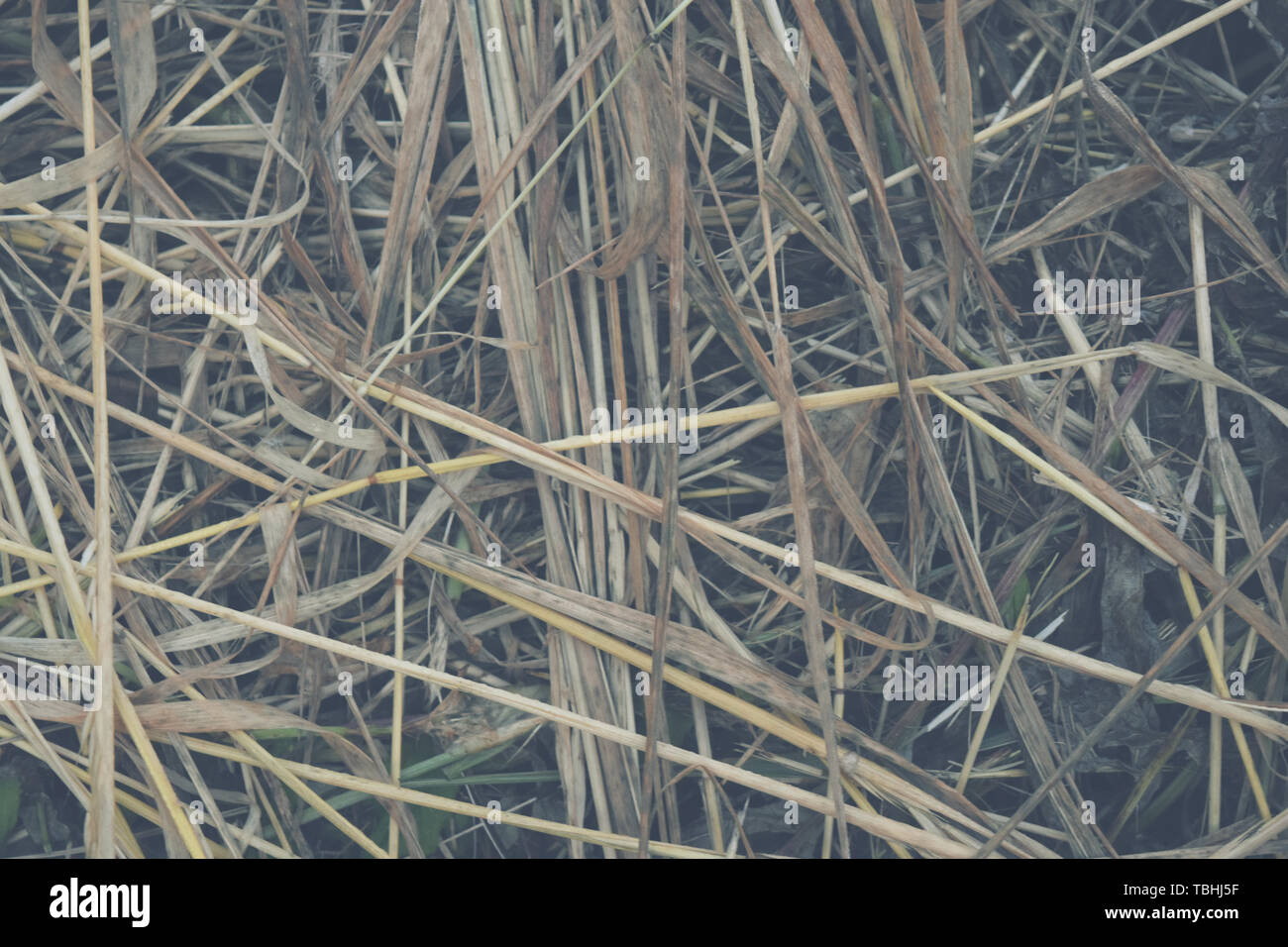 Hay Background, Hay Wallpaper, Hay Background Macro Nature Stock Photo ...