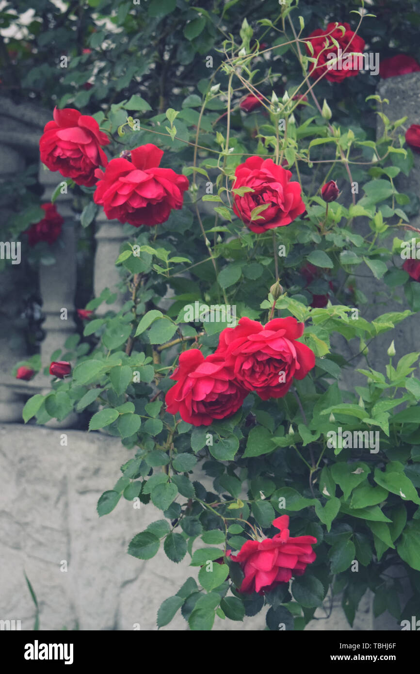 Bushes of red or scarlet rose flowers lit by bright sun, fence ...